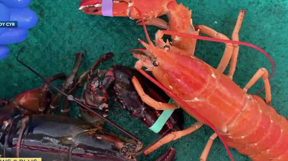 1-in-30-million orange lobster caught off Casco Bay, Maine