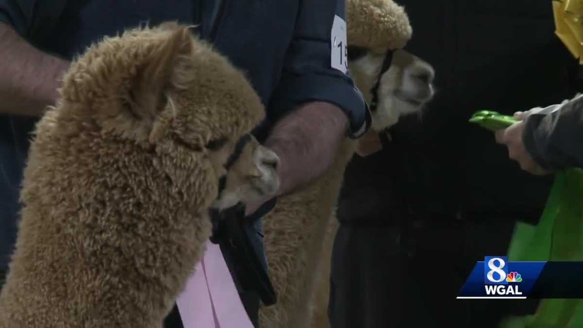 Alpaca gala underway this weekend in Harrisburg