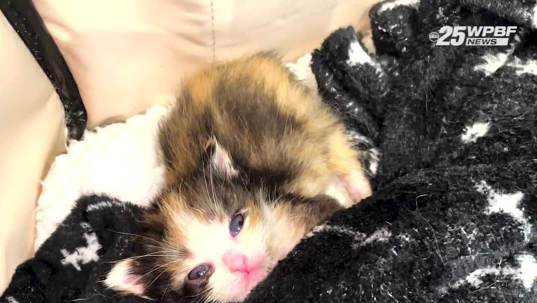 Florida shelters looking for people to foster newborn kittens