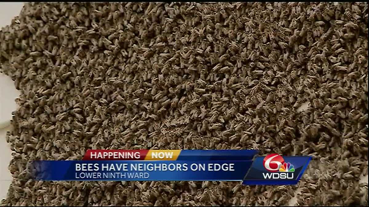 Lower Ninth Ward residents concerned about 'aggressive' bees in ... Lower Ninth Ward residents concerned about 'aggressive' bees in ...