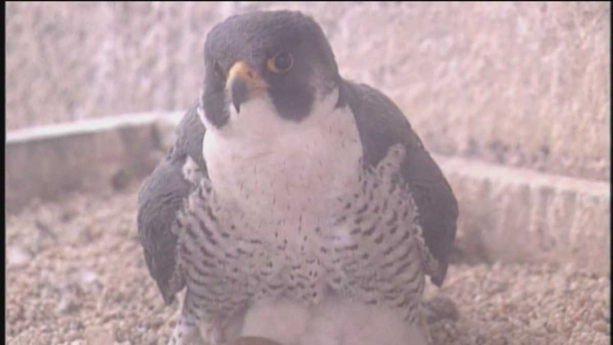 Falcon cam shows nature in action