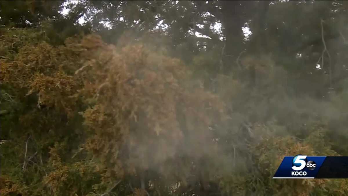 Cedar fever season is here in Oklahoma