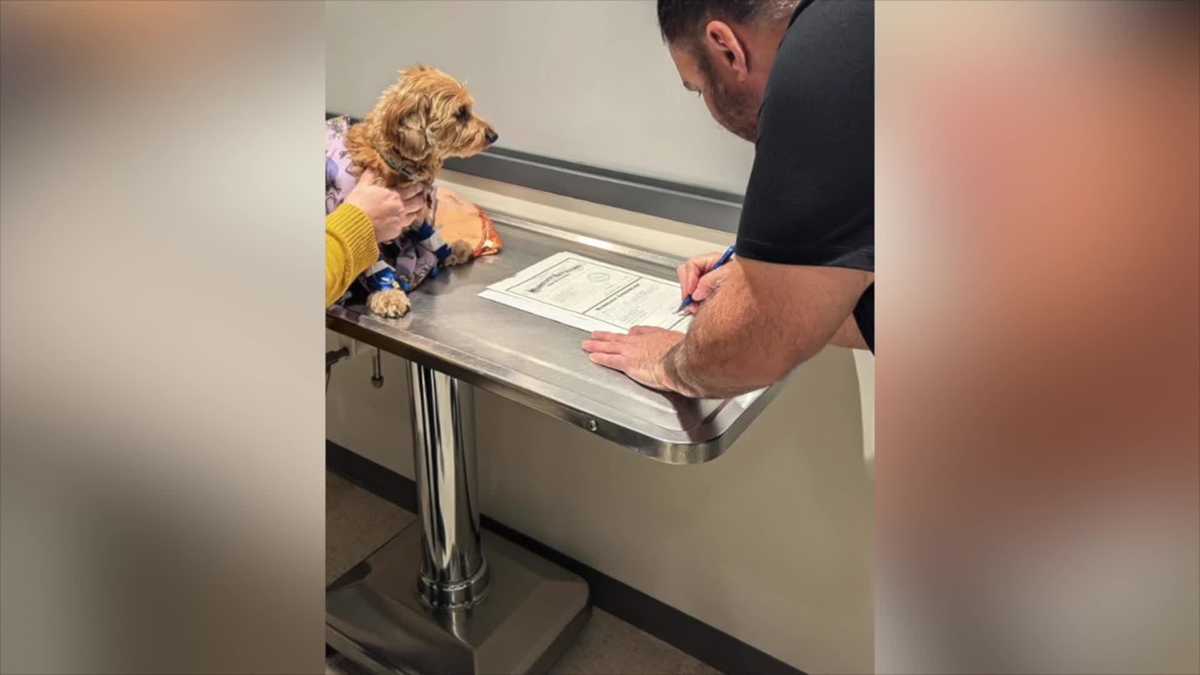 Newlyweds marry at vet with dog as witness