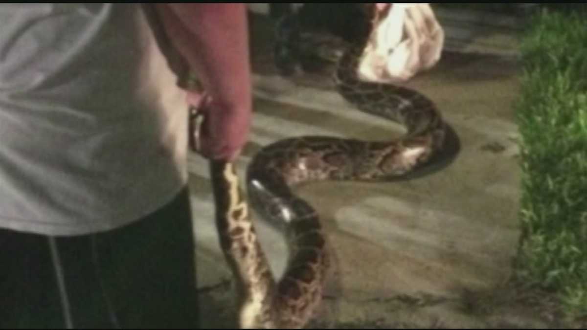 Python interrupts grilling