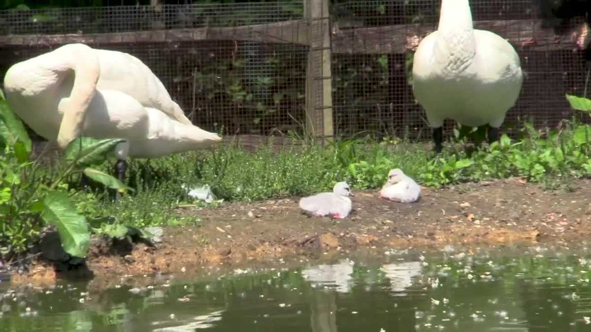 The Maryland Zoo welcomes trumpeter swan cygnets