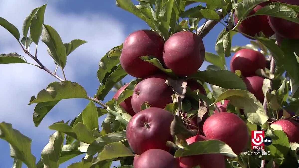 Apples are a staple fall flavor at New England farms and distilleries