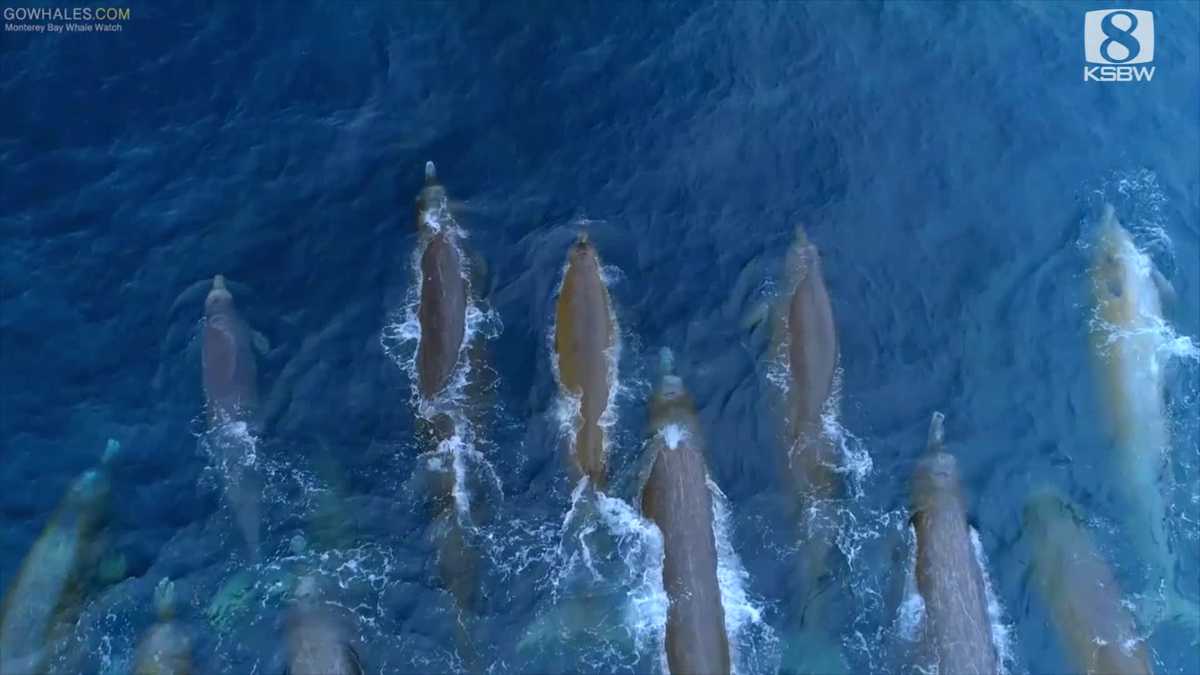 'Most mysterious of all whales': Rare, weird-looking whales spotted off ...
