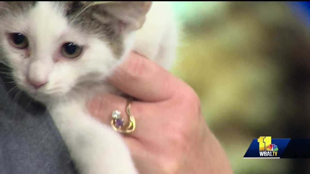 MDSPCA previews 'Cat Fest'
