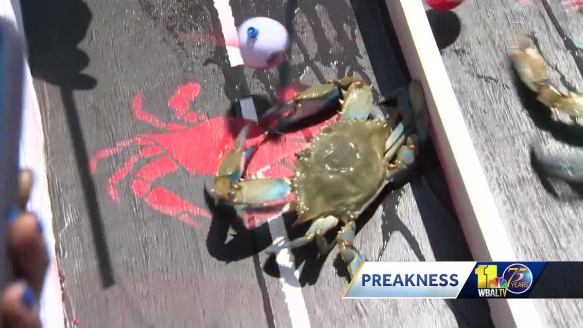 Crab Derby returns -- Maryland's favorite crustacean race