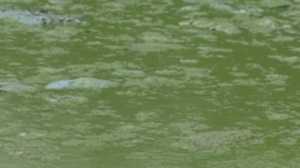 What are the health effects of algae?