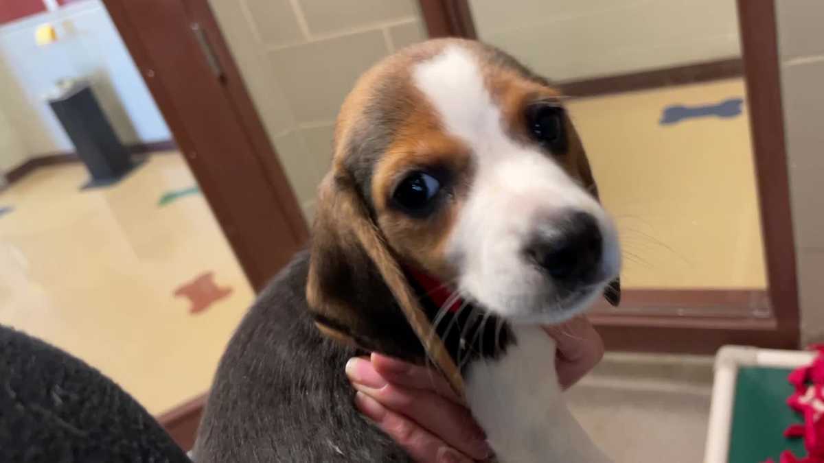 Wisconsin Humane Society takes in more than 30 beagles
