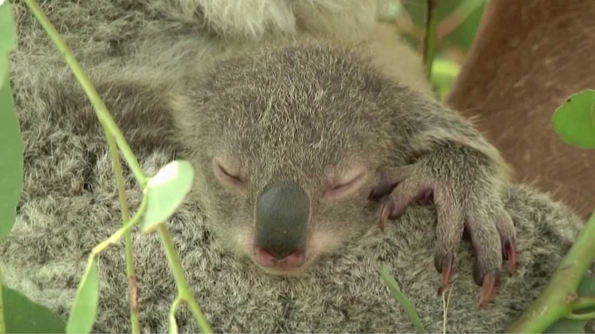 Koala declared endangered as disease, lost habitat take toll