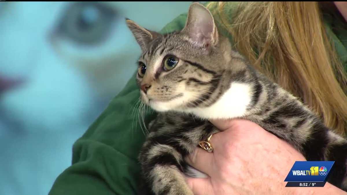 Kittens Shake and Bake are at MDSPCA looking for a new home
