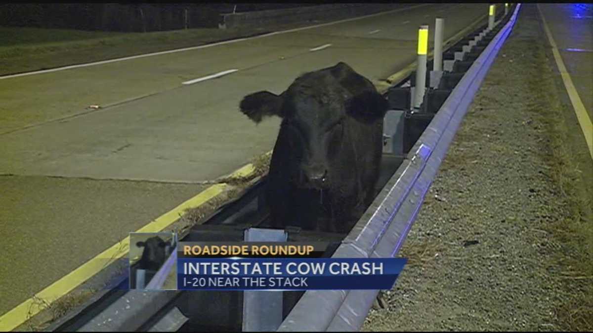 Cows still on the loose after accident