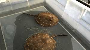 Stingray pups have first checkup at Pittsburgh Zoo and PPG Aquarium