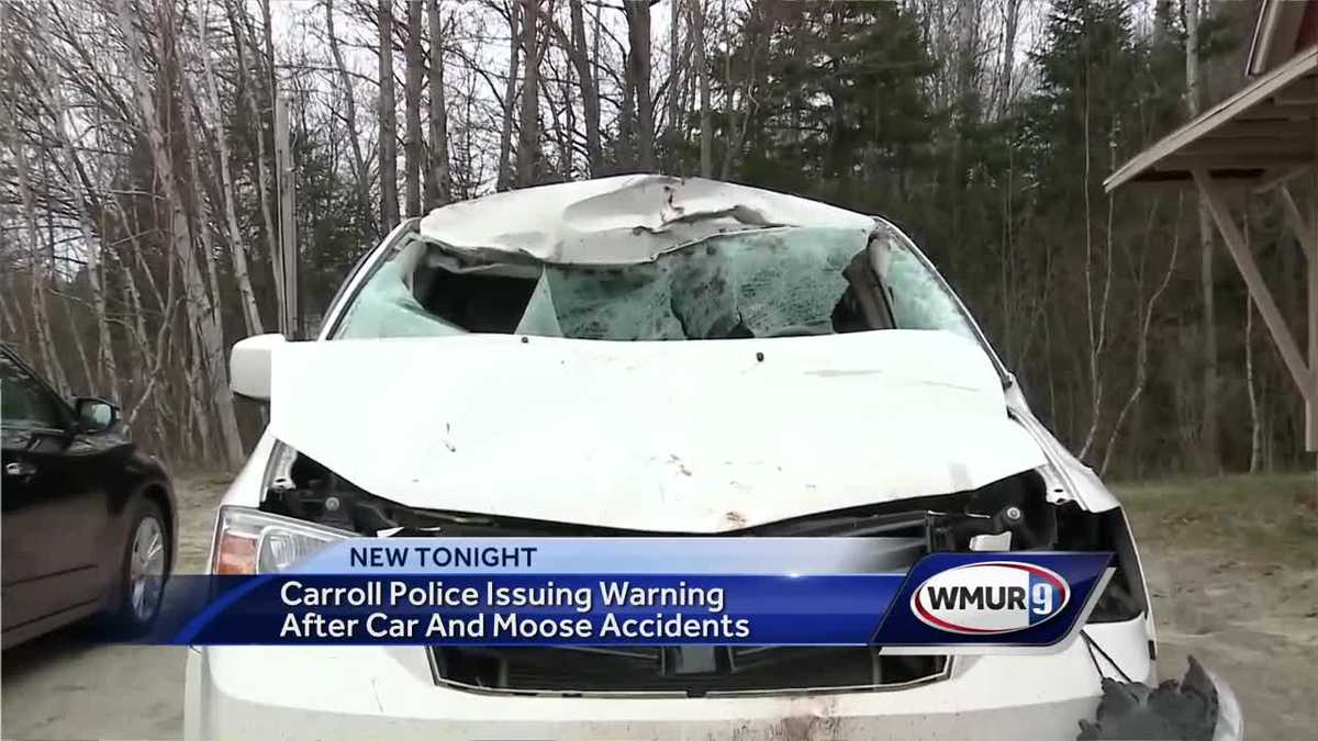 Carroll police issue warning after crashes involving moose