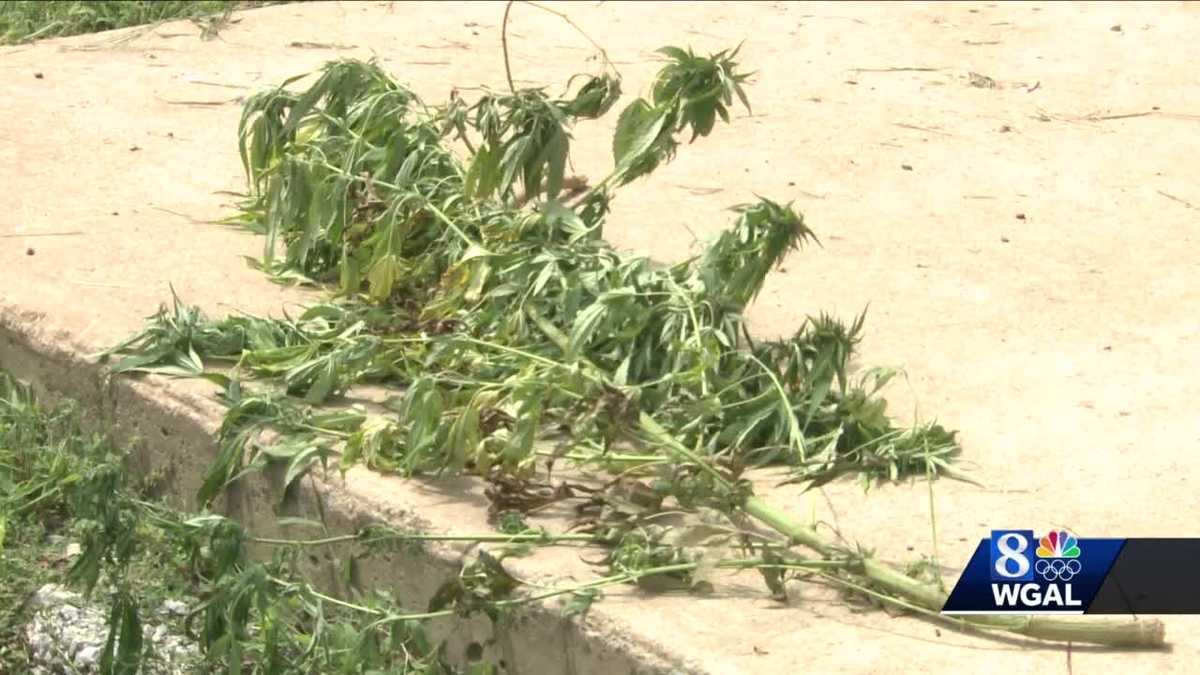 CBD hemp plants stolen, damaged at Mount Joy farm