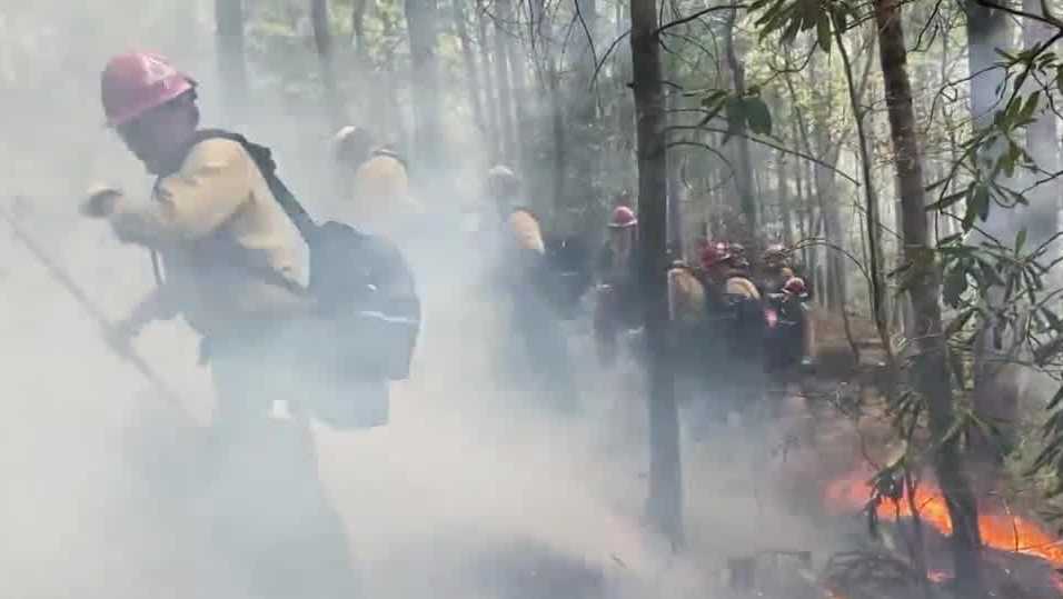 Arson suspected in forest fire near Red River Gorge that destroyed 125 ...