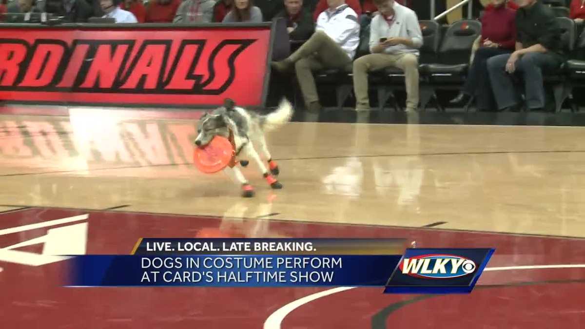 Dogs in costume perform at Cards halftime show