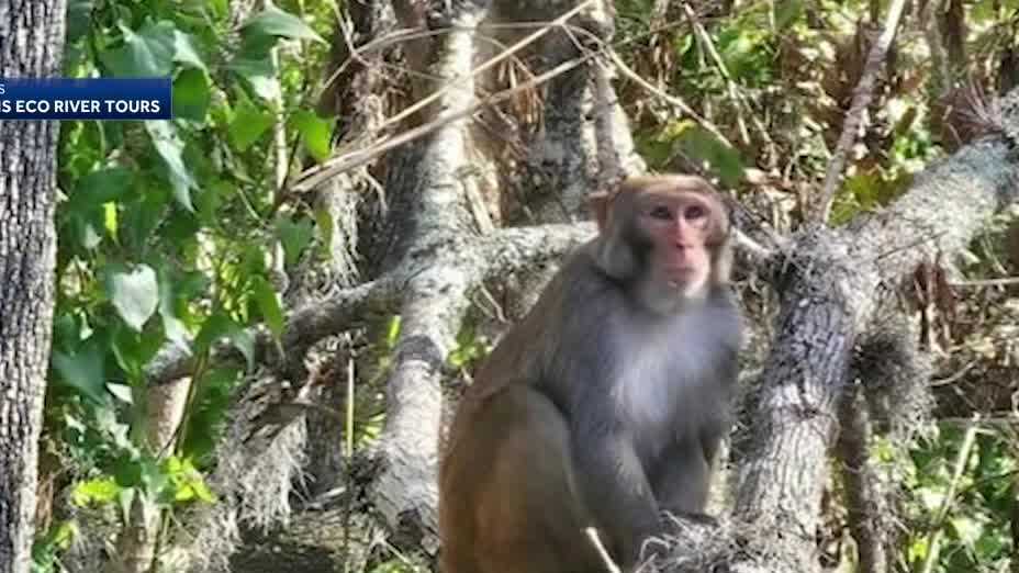 Wild monkey spotted in DeBary