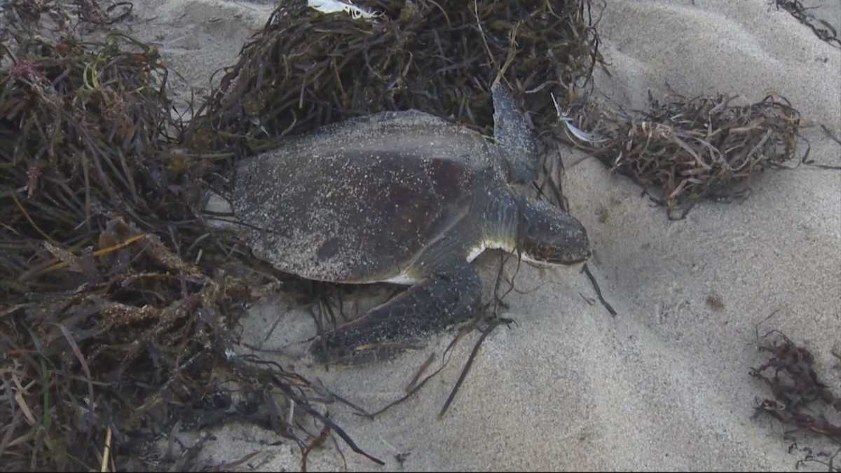 Volunteers on a mission to save stranded sea turtles along Cape Cod