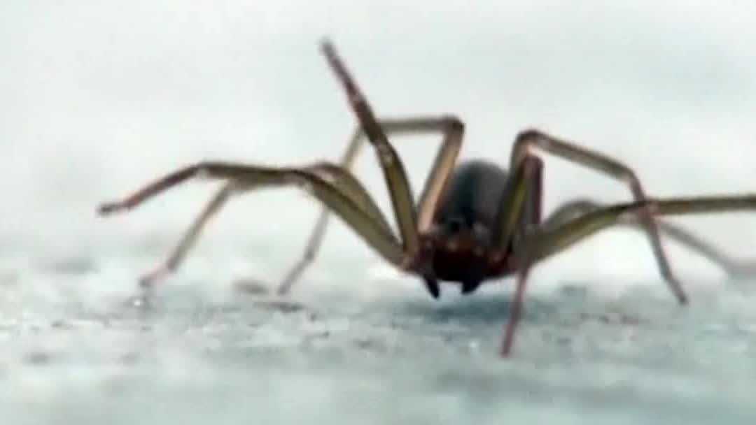 Stop Spiders From Invading Your Home