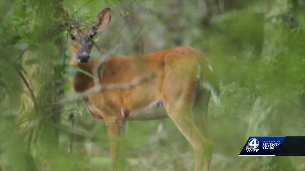 Editorial: Hunting Safety