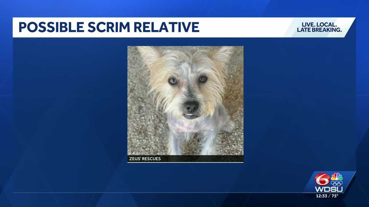 Famous New Orleans rescue dog Scrim could have a brother