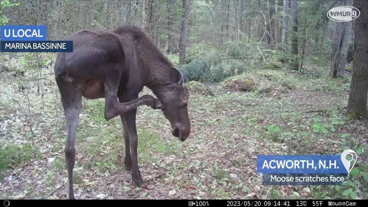 Moose scratches itch on face in Acworth, NH