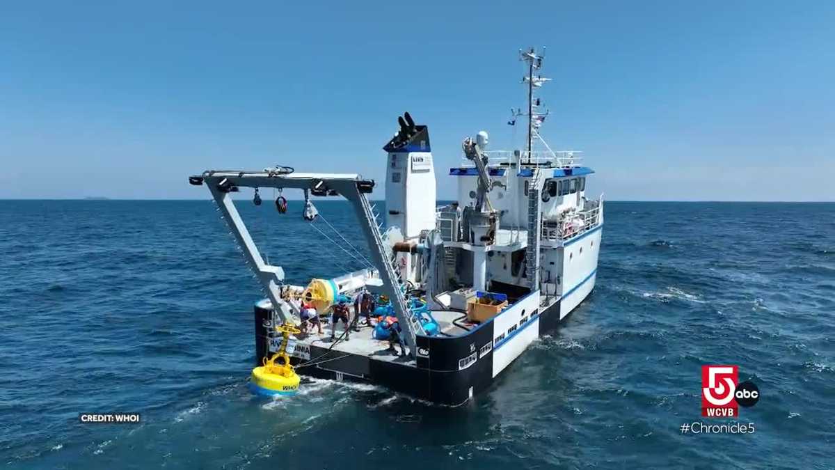 New marine technology prevents accidental death of Right whales