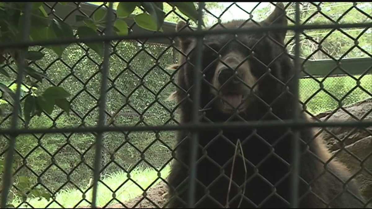 Zoo Animals Cope with Heat