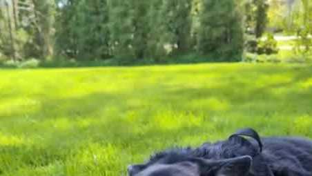 Beloved K-9 Bane dies after battle with cancer