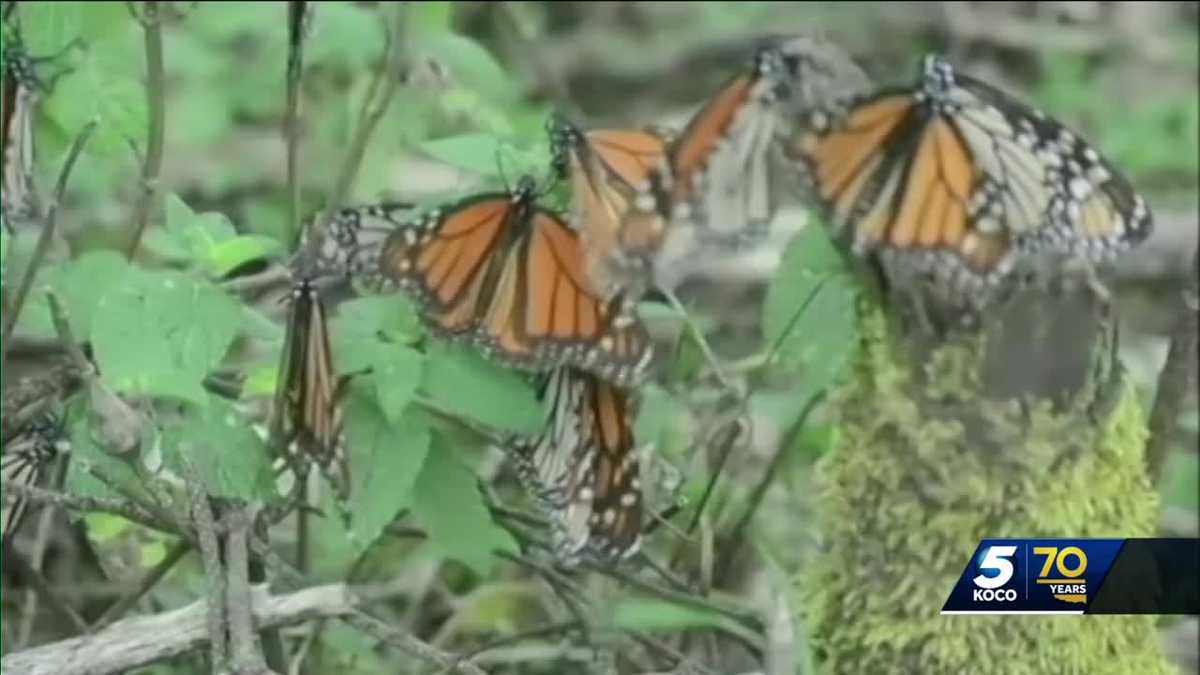 Monarch butterfly population nearly at all-time low this winter