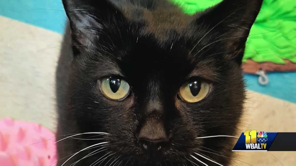 MDSPCA encourages animal adoption with a special cat named Prince
