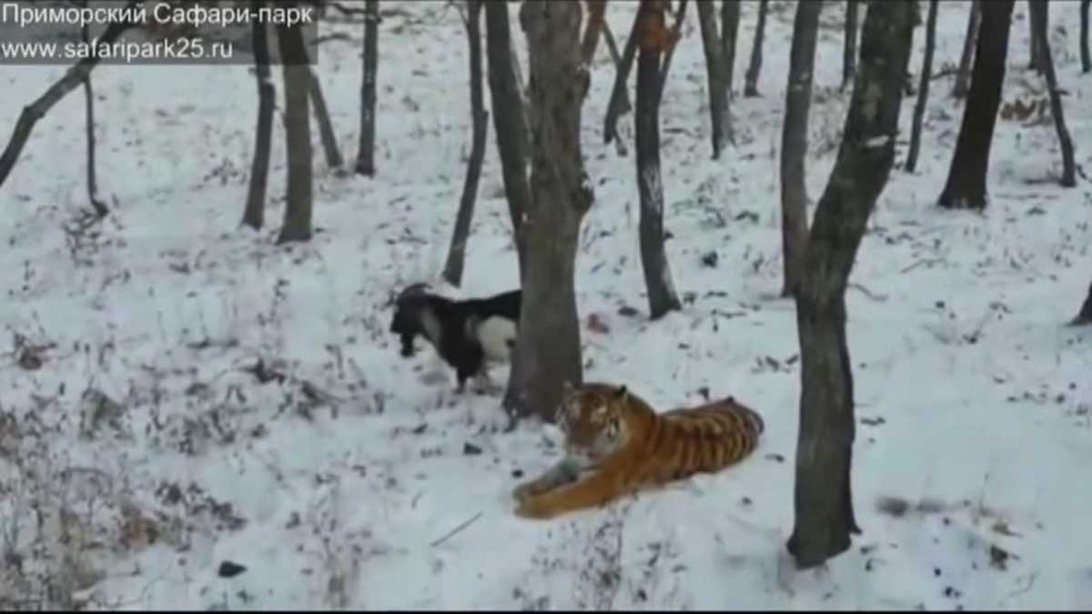 Animal Stories with Dan Green Amur the tiger and his buddy Timur the goat