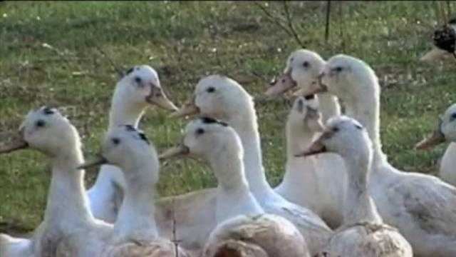 France plans massive cull of geese, ducks for flu prevention