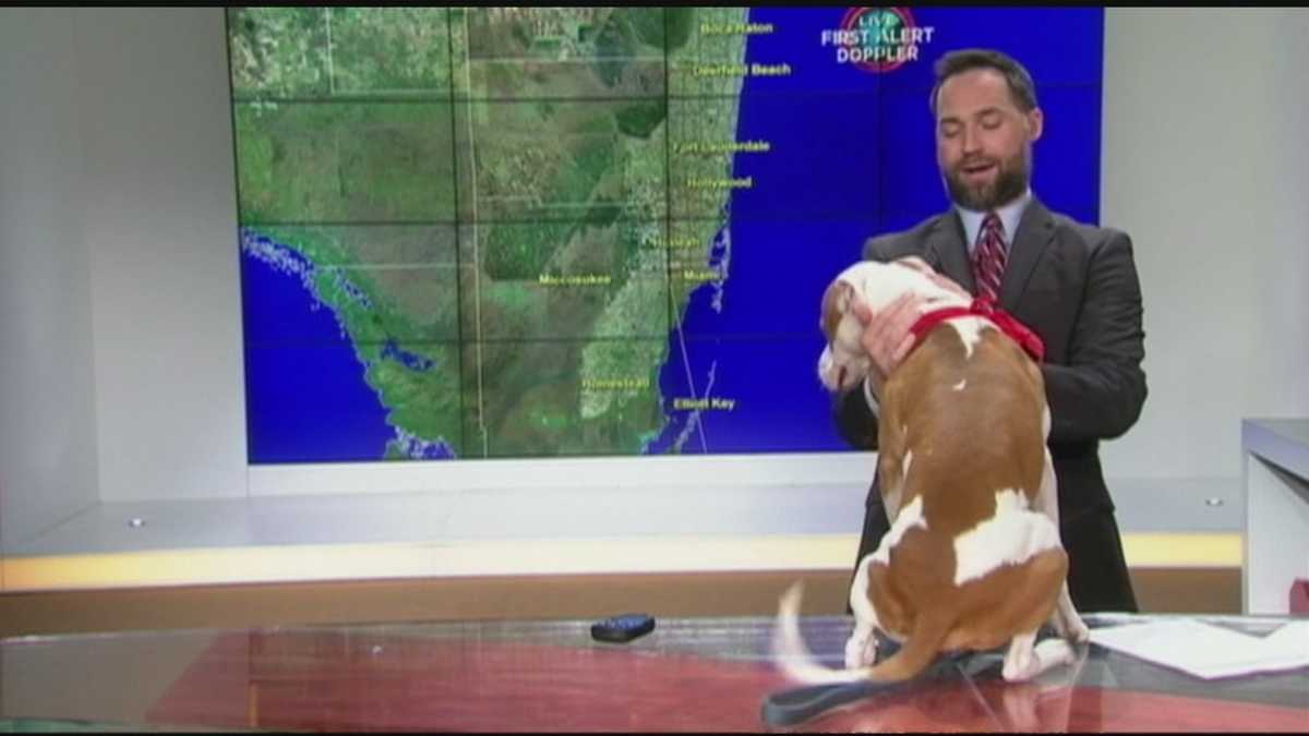 Dog interrupts newscast