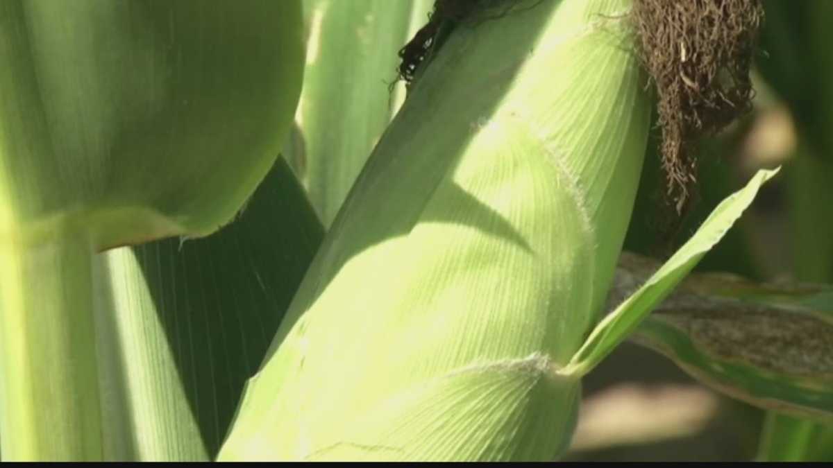 State has extra large corn crop this year