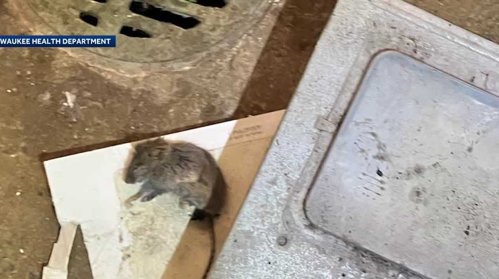Rodent droppings found in Milwaukee school kitchen