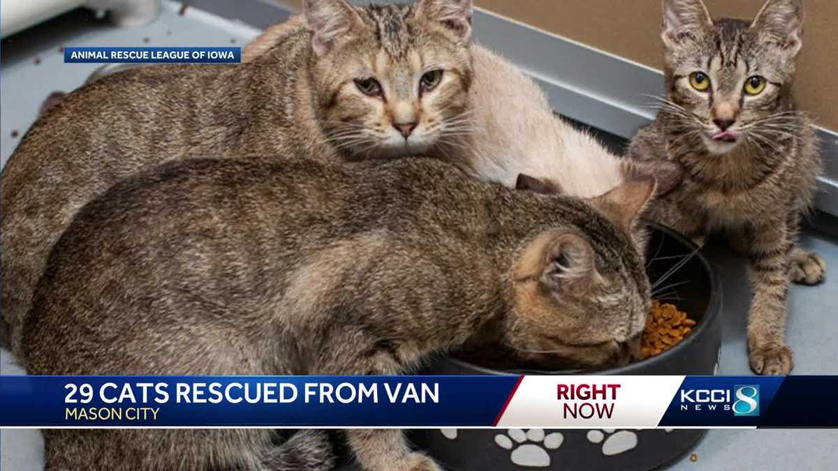 Iowa crime: 29 cats removed from van in this week's excessive heat