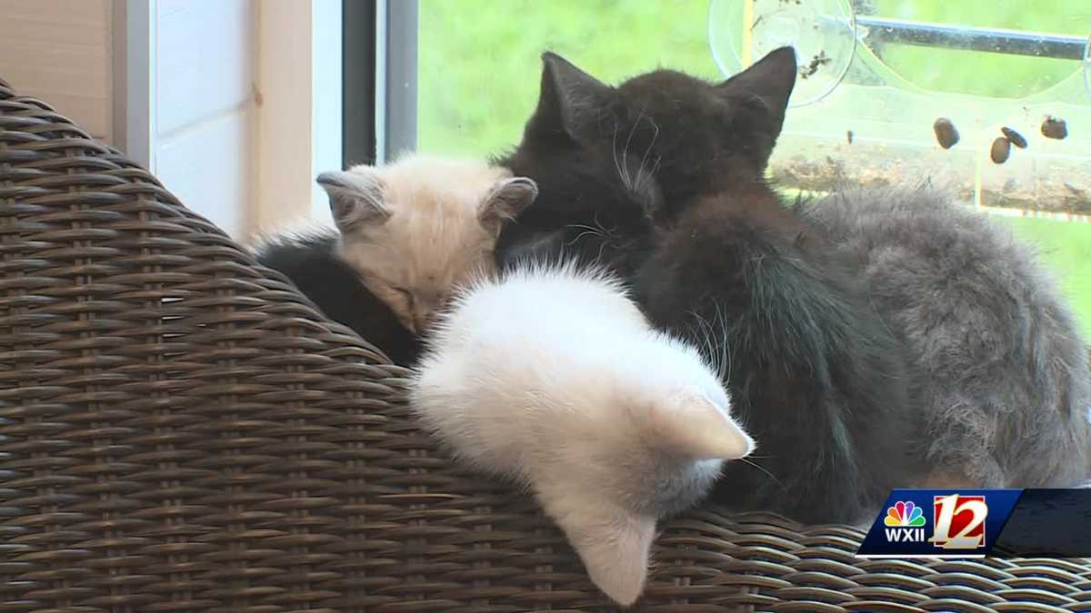 Burlington Animal Services launches app to simplify pet adoption