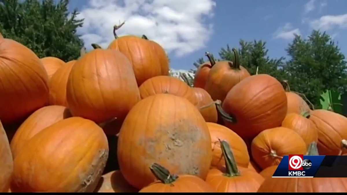 Pumpkin patch preparing to open with new COVID-19 precautions