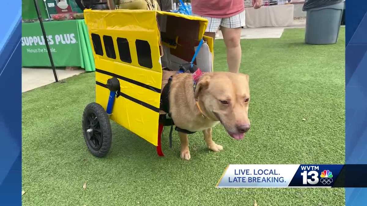 Canine Costume Contest raises money for charity.