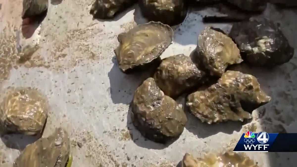 South Carolina: Spartanburg Water collecting oyster shells for coast