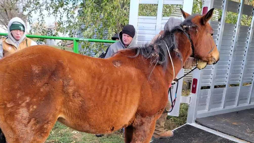 Iowa Animal Rescue League helping 46 neglected horses recover