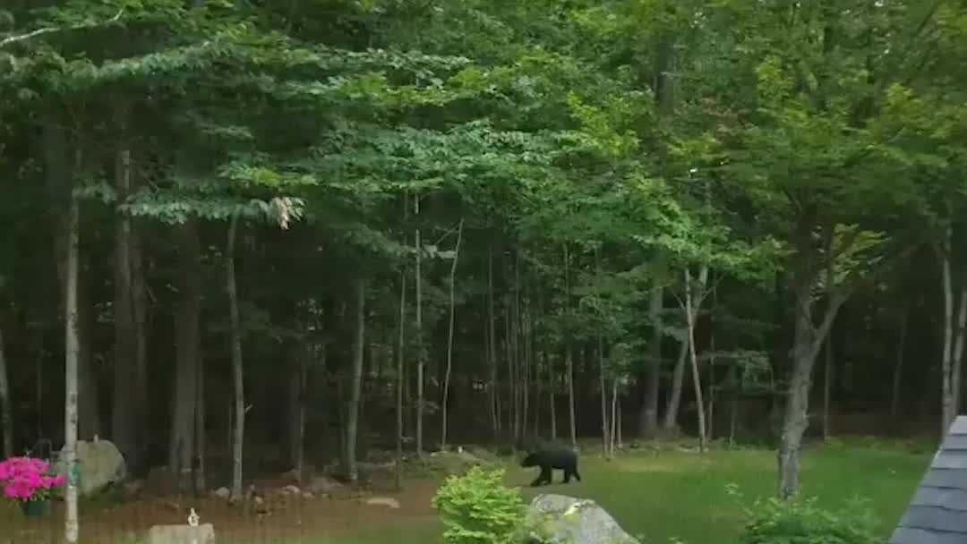 Watch: Bear takes a stroll through an Alton backyard