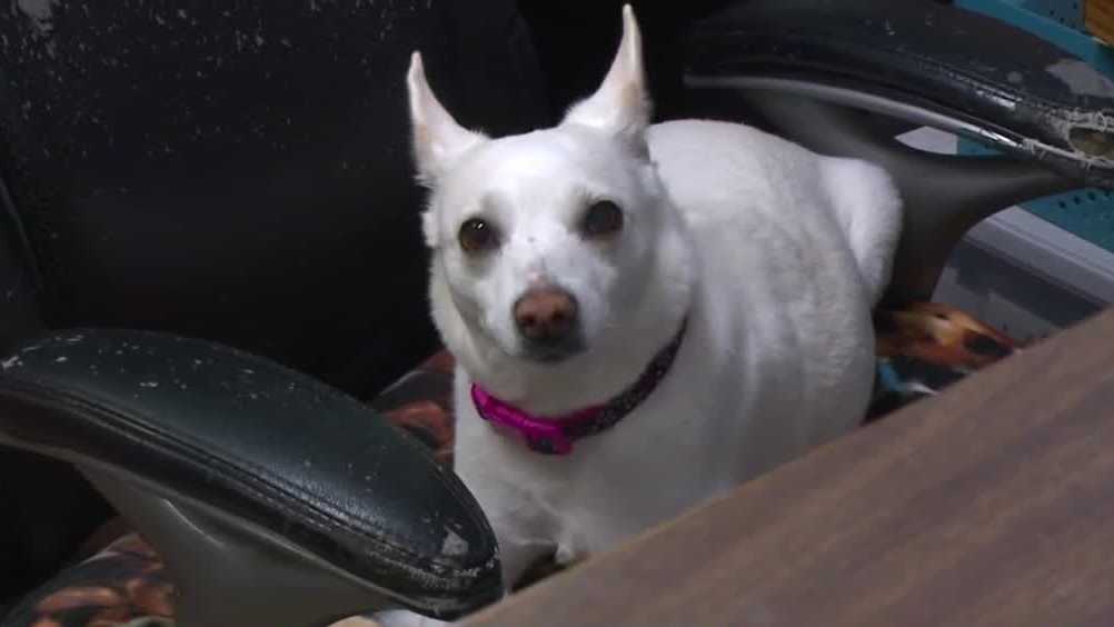 Inflation is causing some Iowans to give up their pets