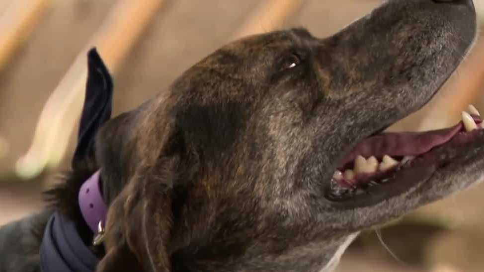 City leaders break ground on new Downtown Milwaukee Dog Park