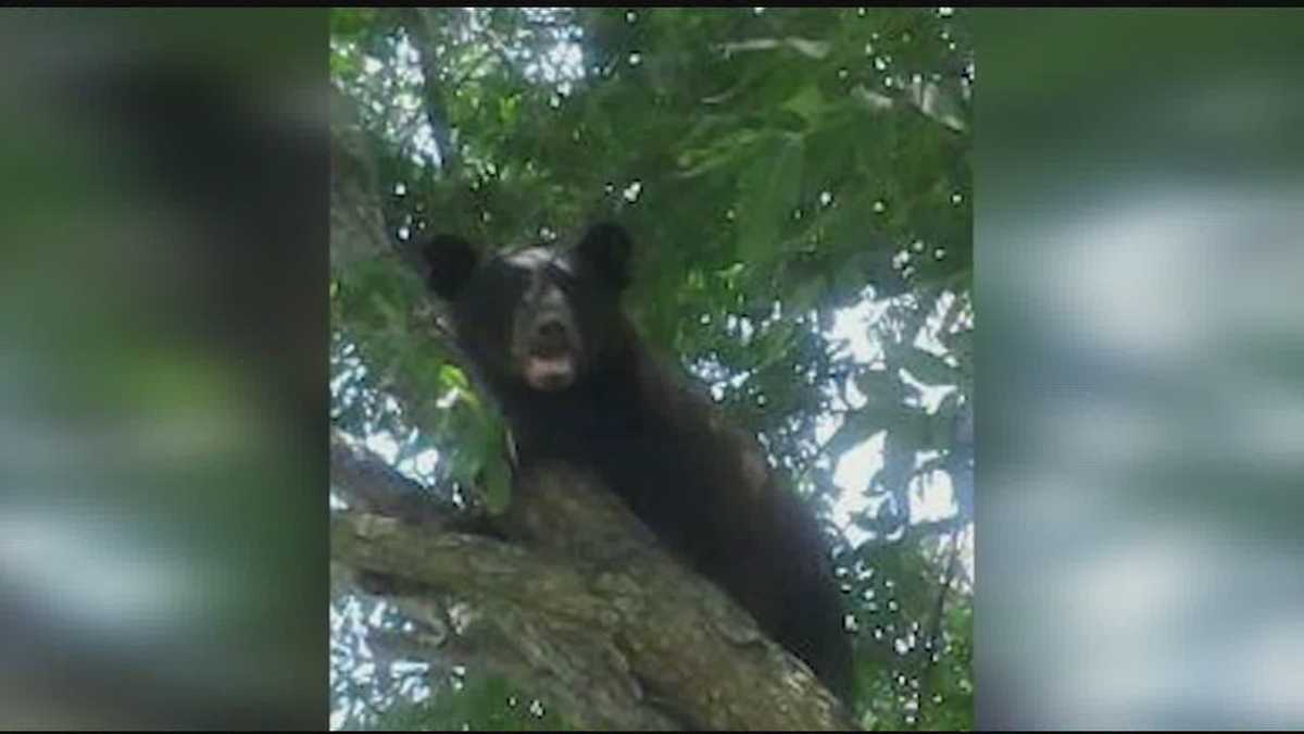 Another bear spotted in Central Mississippi