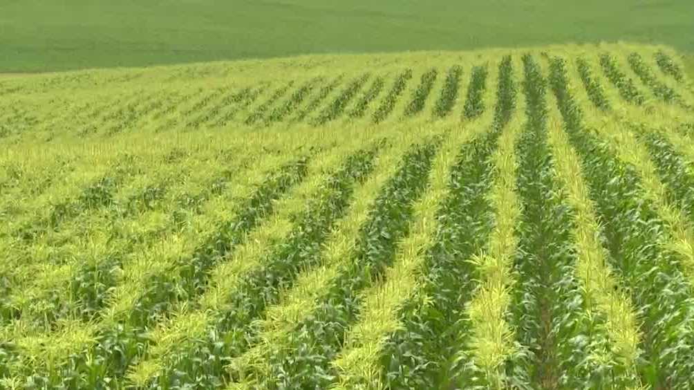 Iowa sweet corn to arrive at farmers market early